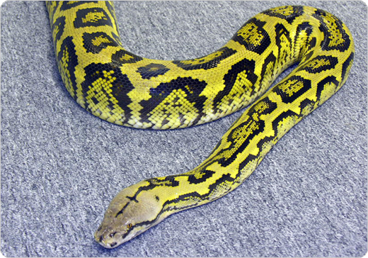 iHerp : Member Blog : My Burmese Python Morph/Hybrid List